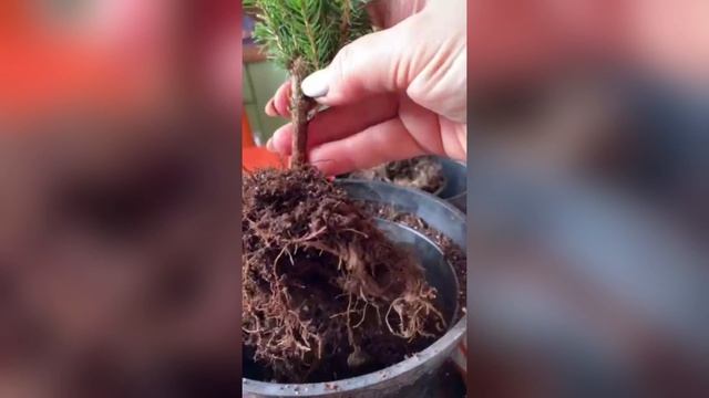 Елочка из магазина Пятерочка. Не выбрасывайте. Шикарная ель из декоративной елочки.