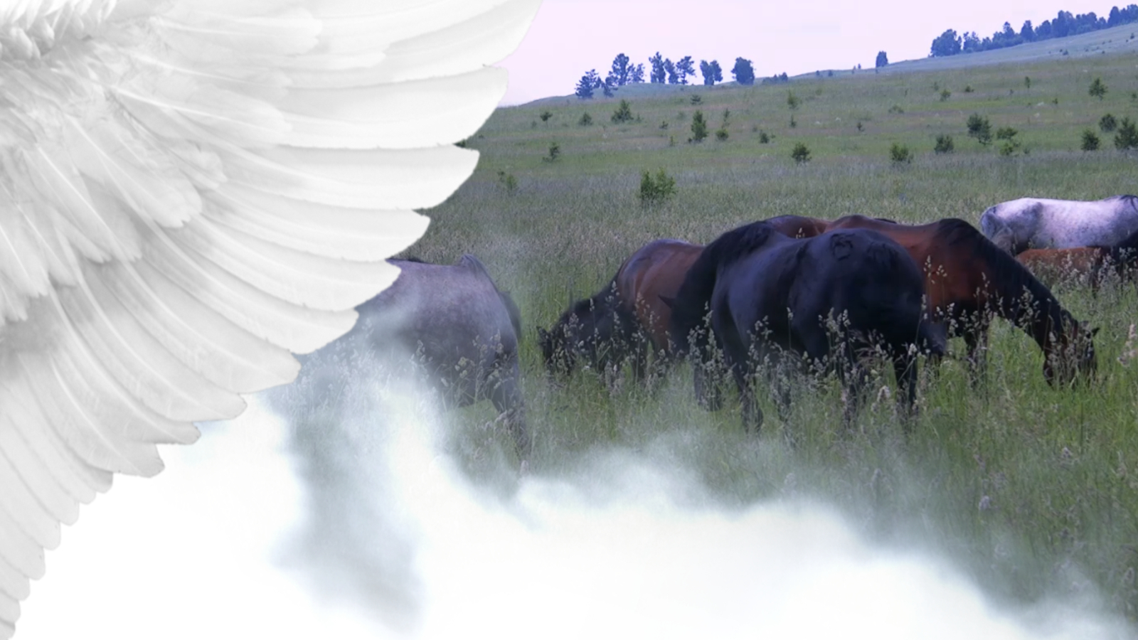 Кони / Horses. Natural World / Естественная природа № 3