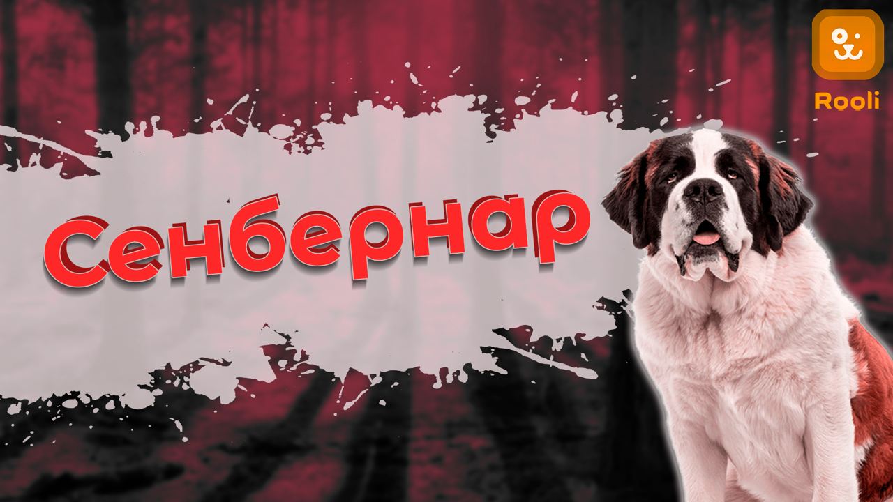 Сербернар щенки: особенности разведения и ухода за малышами.