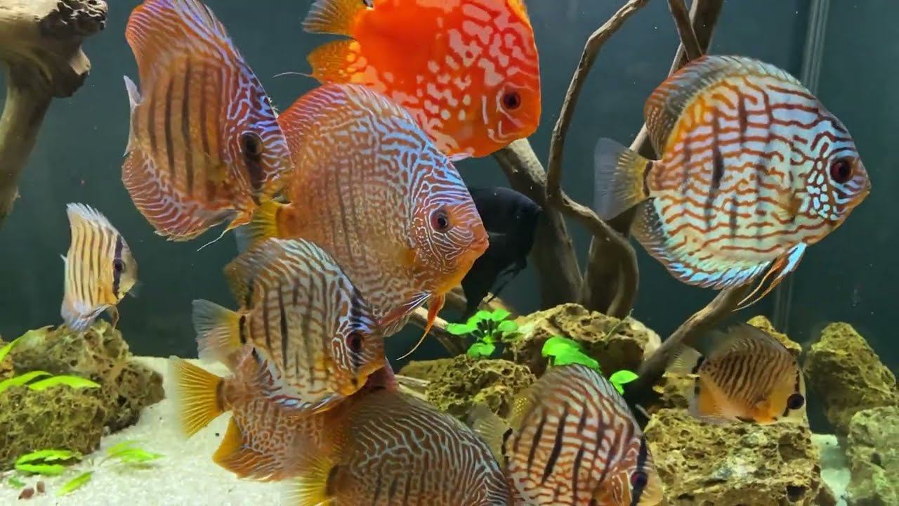 Тимур Бабажанов, ПАО «Акрон» и его хобби. Выпуск 2