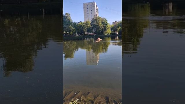 Столичные полицейские больше часа гонялись за лосем, который пришел искупаться в пруду 🦌🚔
