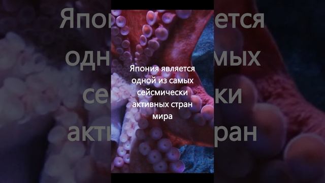Япония страна, где традиции и современность сочетаются.