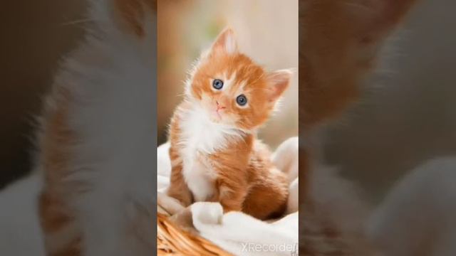 котята