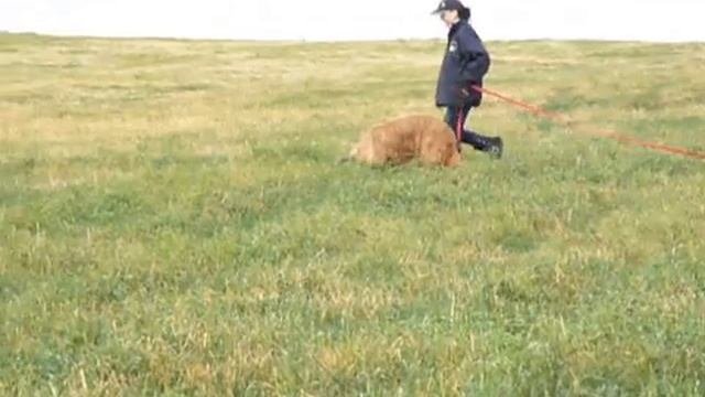 Briard Monika training tracking 25.09.2010