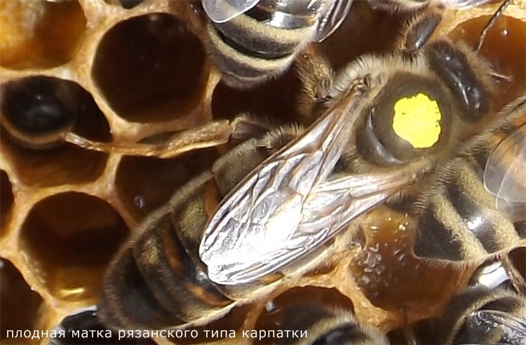 породы пчел на пасеке - часть 1 - местная пчела на основе карпатки