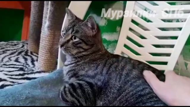 Чтобы полюбить Лёлика - его надо всего лишь один раз увидеть!
