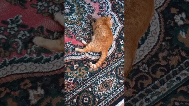 Кот Рыжик в гостях, Щекино, Тульская область, слышно пение птиц
