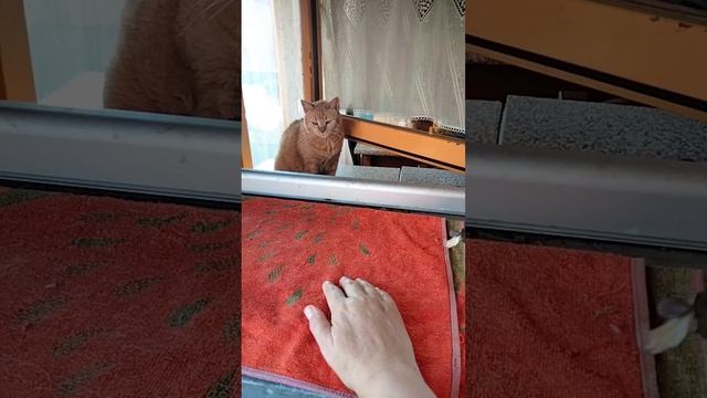Это Рыжик