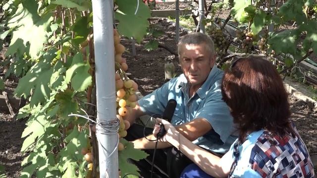 В гостях у Сергея Янчука. Виноград и персики.