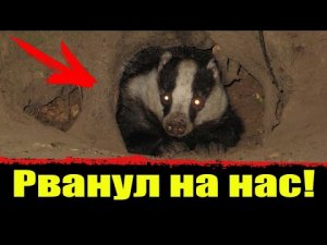 ⚡️ Охота на барсука с норными собаками. Норная охота. Нора барсука. Охота 2021.