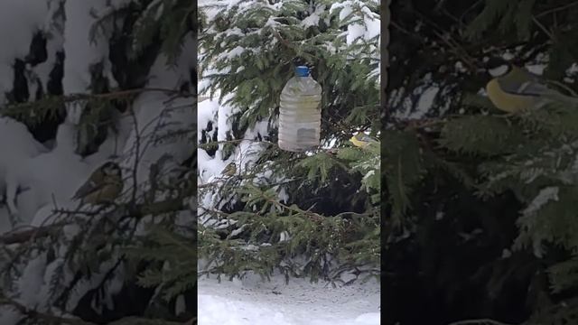 Птички Синички.Синички зимой. Кормушка для птиц из бутылки.#shorts #Синицы#зимниептицы
