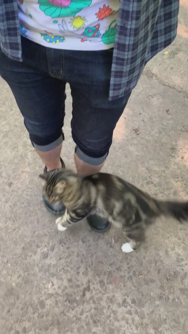 котик выпрашивает еду)