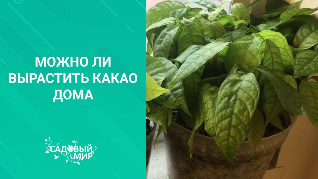 Экзотические комнатные растения. Можно ли вырастить какао дома