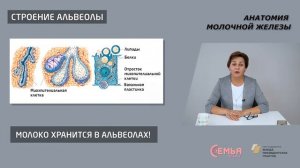 Анатомия молочной железы