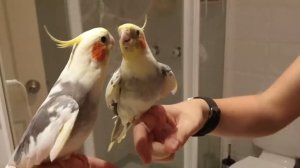 Музыкальный попугай