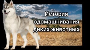 История одомашнивания диких животных