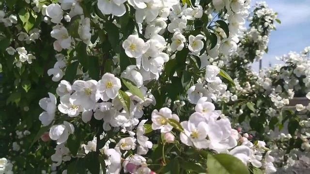 цветущий  Камень-на-Оби
