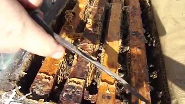 весенние работы на пасеке - маточник тихой смены в семье пчел