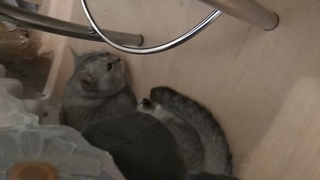 Начало карьеры кота Баскета и Моти.