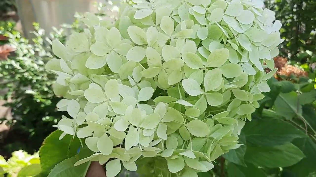 Чем болеют мои растения ??? Отвечаю на часто задаваемый мне вопрос.