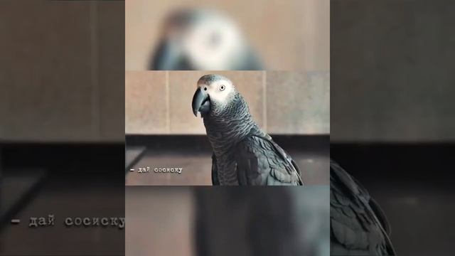 Жако разговаривает с хозяином