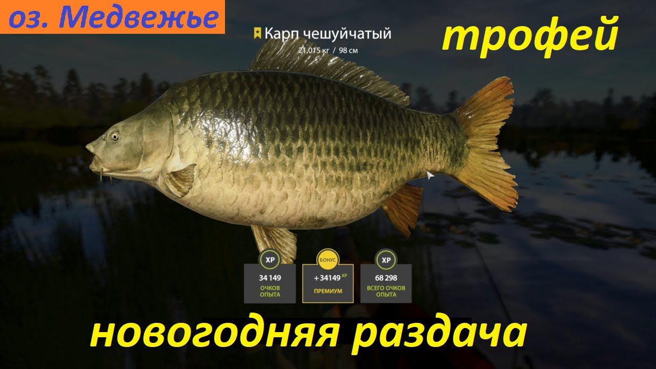 Русская рыбалка 4 / оз. Медвежье / Карп чешуйчатый (трофей), на 16-е бойлы, без пва