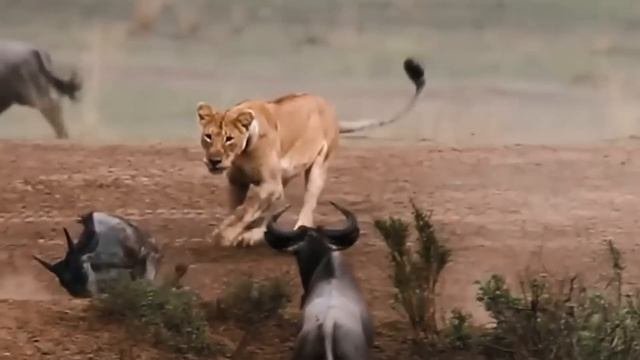 ПОРВАЛИ НА КУСКИ_ ЛУЧШИЕ АТАКИ ДИКИХ ЖИВОТНЫХ