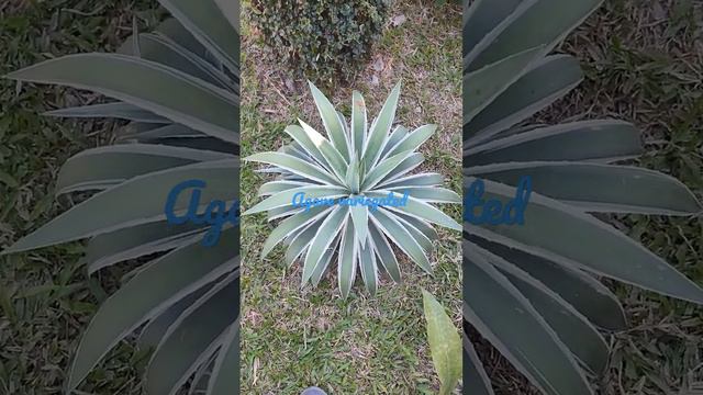 Agave