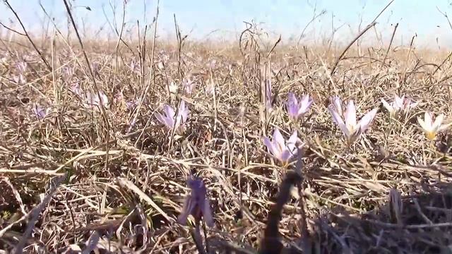 03_03_2020_ШАФРАН СЕТЧАТЫЙ.mp4
