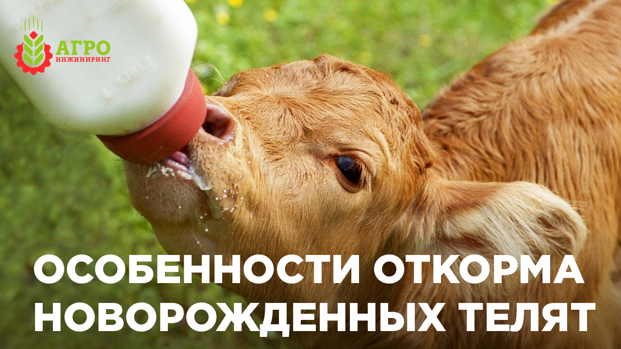 Особенности кормления новорожденных телят. Разгон рубца.