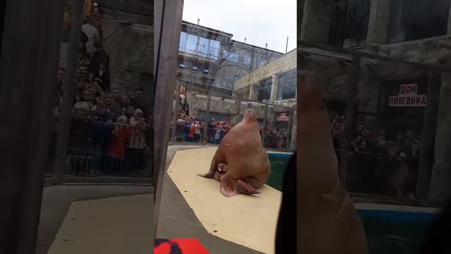 Морж Салтан просто красавчик! Бахчисарайский парк миниатюр