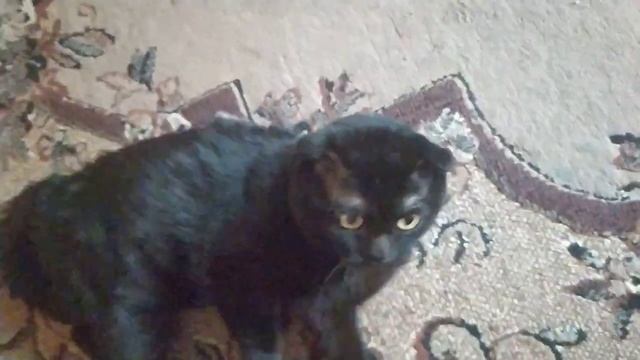 Порода Селкирк-Рекс   2 мая 2021 г. (2).mp4