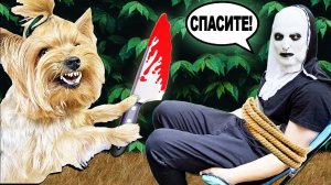 ЗЛОЙ ПЁС ПРОПАЛ ! Похитила МОНАХИНЯ **Все серии**