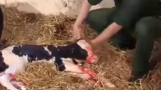 Sigir tug'dirish uchun moslama. Qiziquvchilar uchun 90 428 53 88.mp4