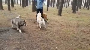 Лабрадор (3).mp4