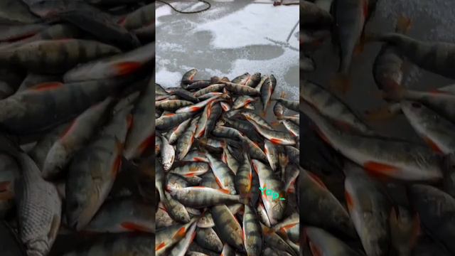 Популярные цвета #рыбалка