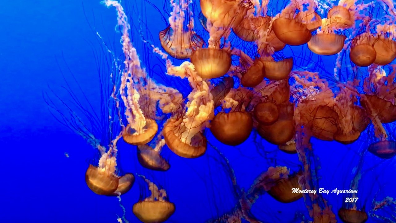 Медузы в океанариуме залива Монтерей