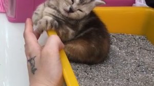 Котёнок засыпает в лотке