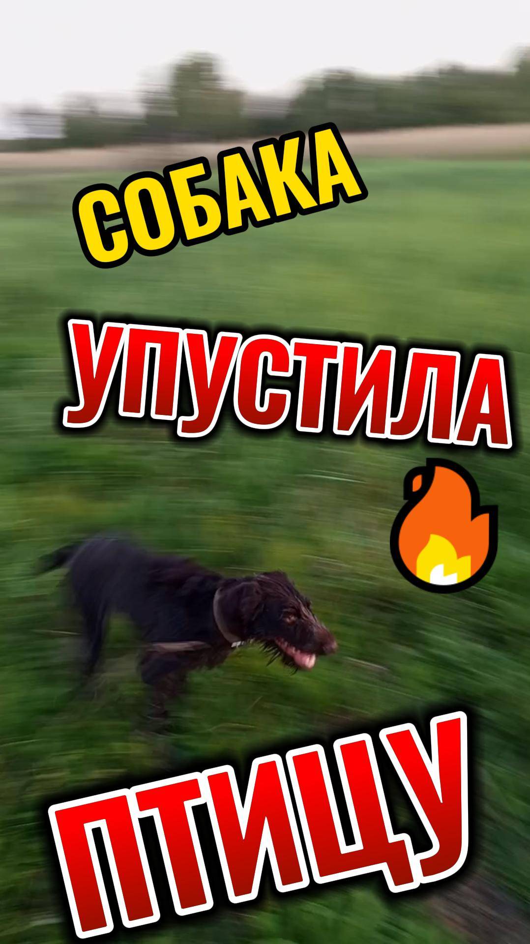 Собака упустила птицу