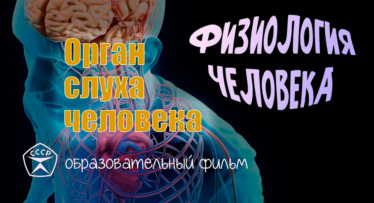 Орган слуха человека.