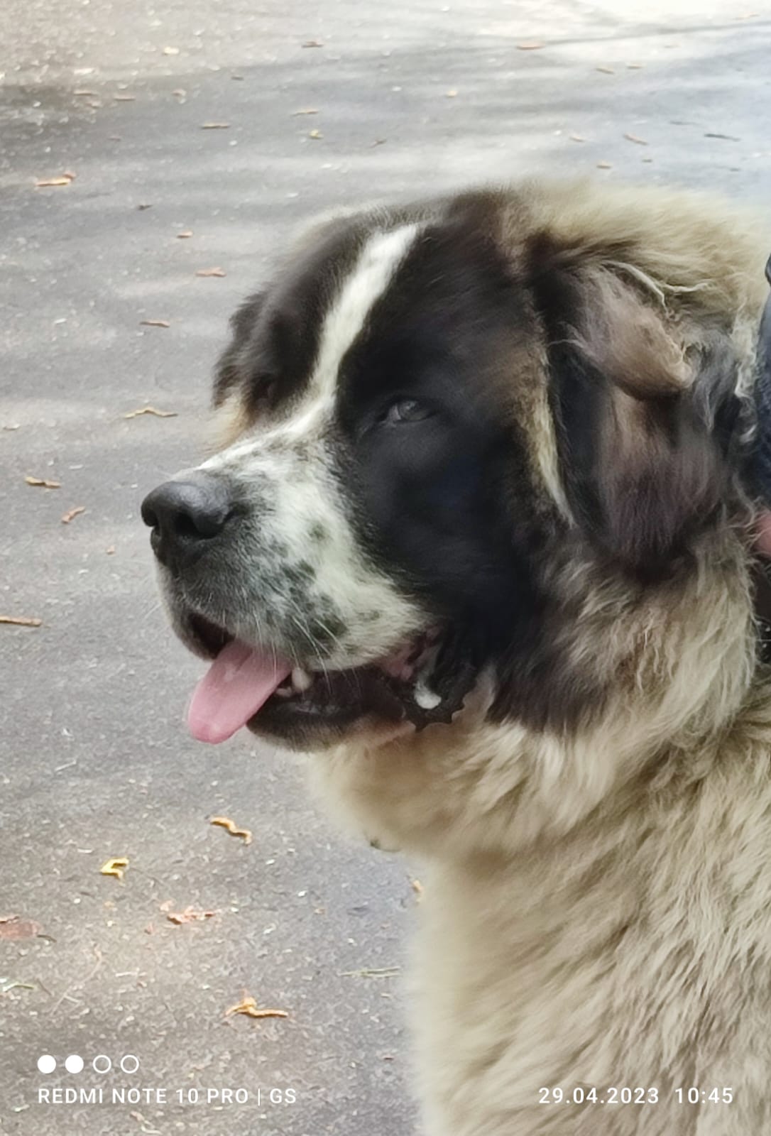 Московская сторожевая Арчи (1 год)-3