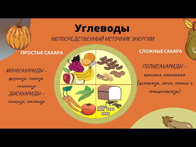 Урок 5. Углеводы и "ненужное" в кормах.