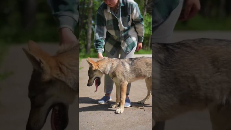 Чертовски красивый щенок чехословацкого влчака