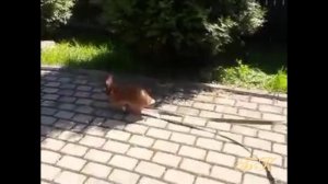кролик Питэр на прогулке
