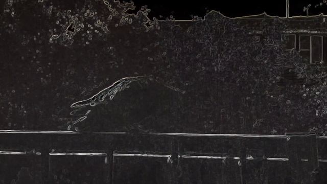 Черно-белый негатив и набросок голубь 548584