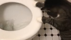 Кот напал на унитаз