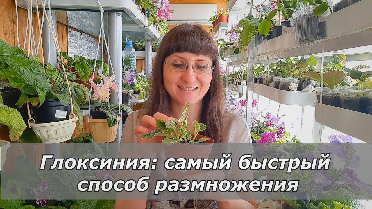 Самый быстрый способ размножения глоксинии