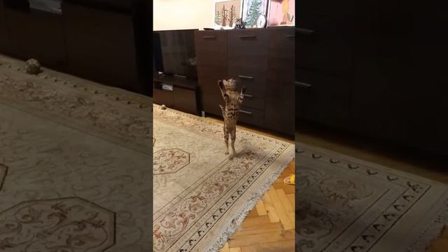 Бенгальская кошка Ириска 8 месяцев
