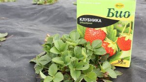 Новые удобрения для клубники