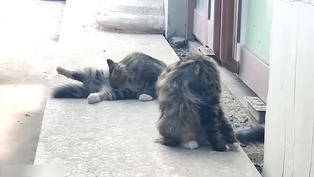 Смешные Котики